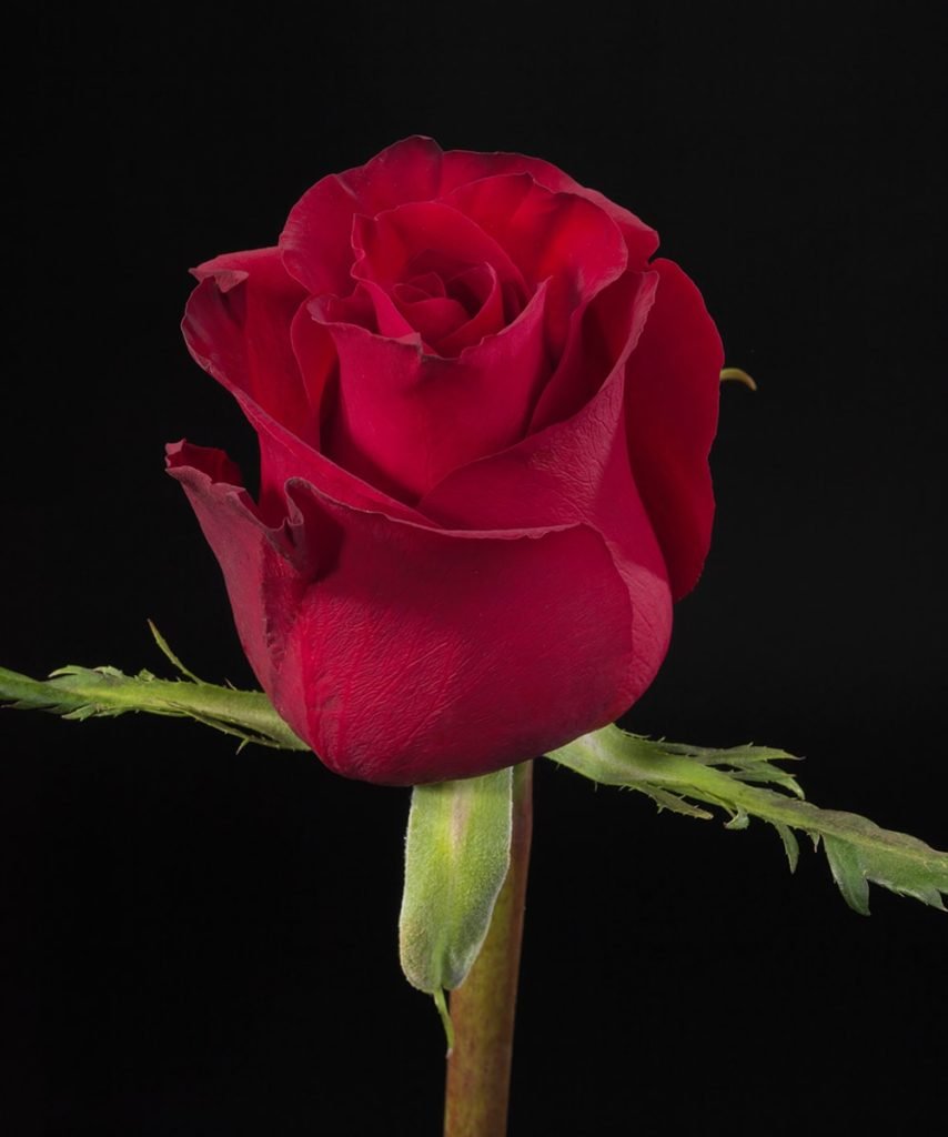 Ever Red - Rose Safari